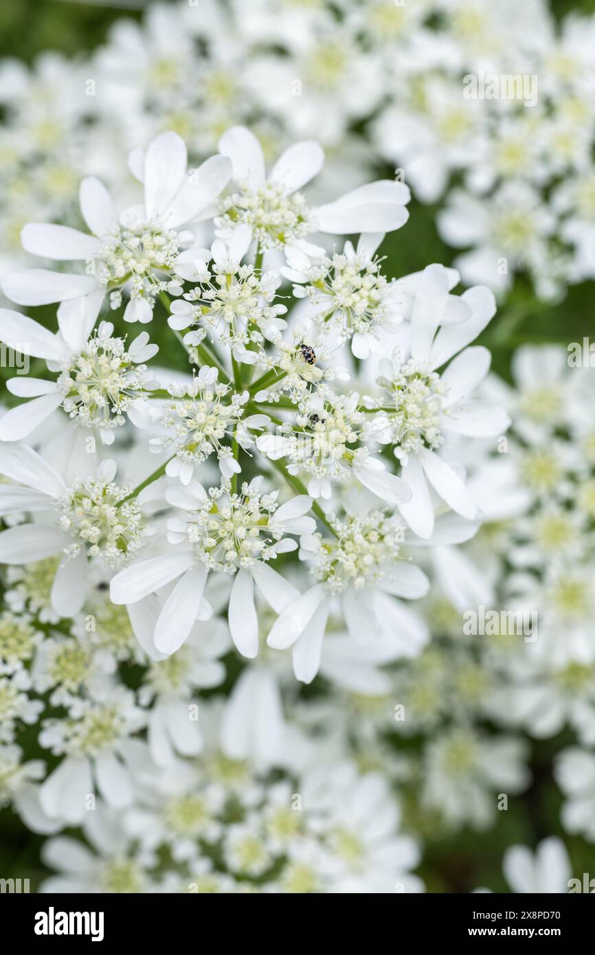 Orlaya grandiflora. White laceflower close up Stock Photo - Alamy