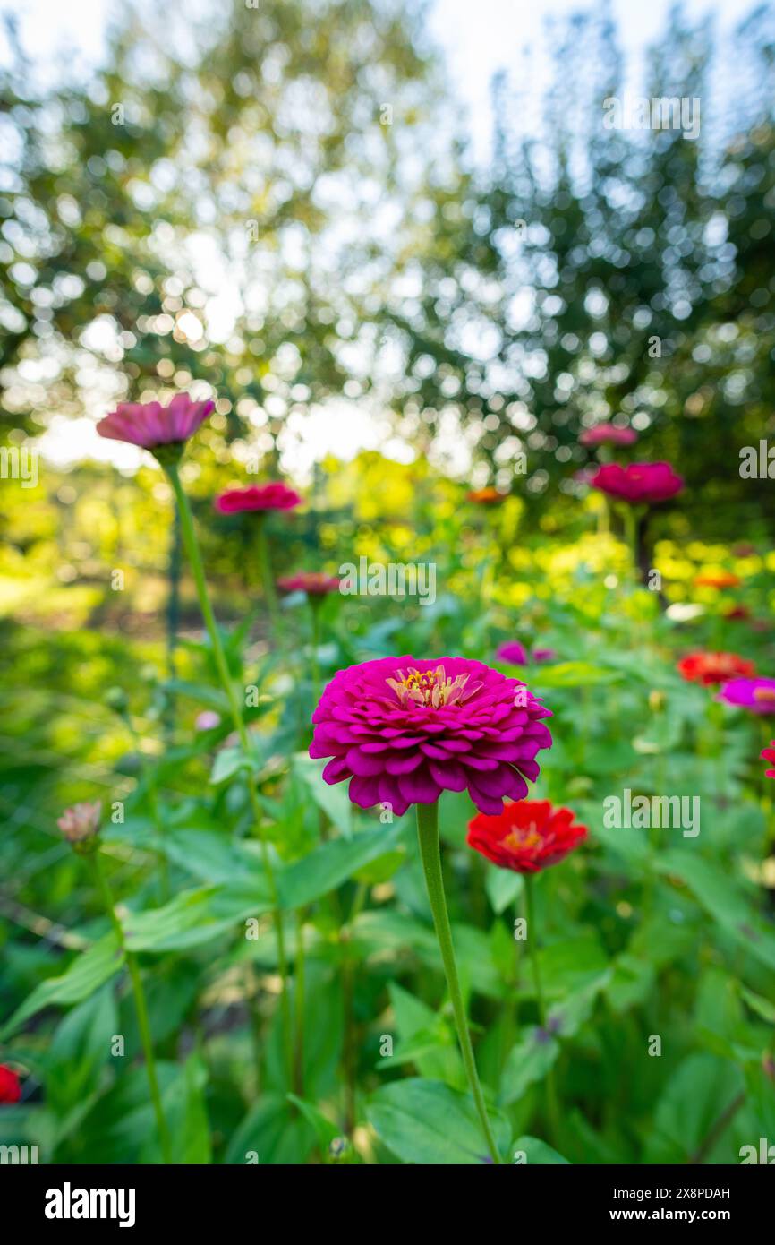 Beautiful multicolored zinnias. Zinnia flower bed. Zinnias in full ...