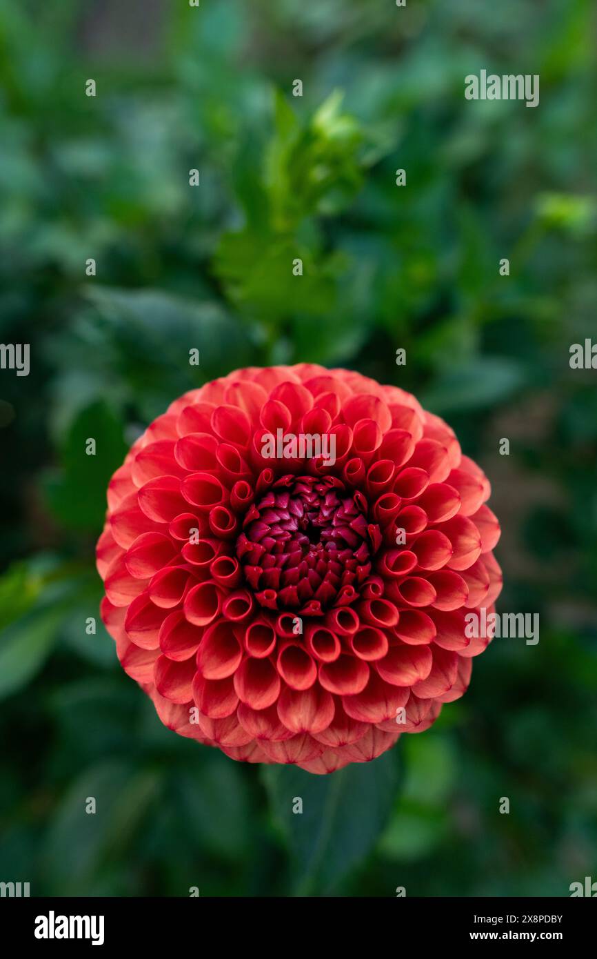 Brown sugar dahlia flower. Beautiful rusty red ball variety dahlia ...