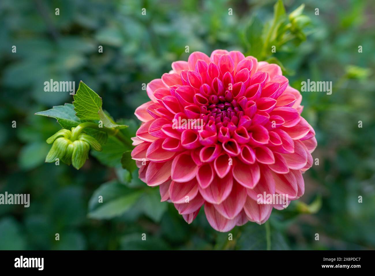 Daisy duke dahlia flower. Beautiful raspberry colored ball variety ...