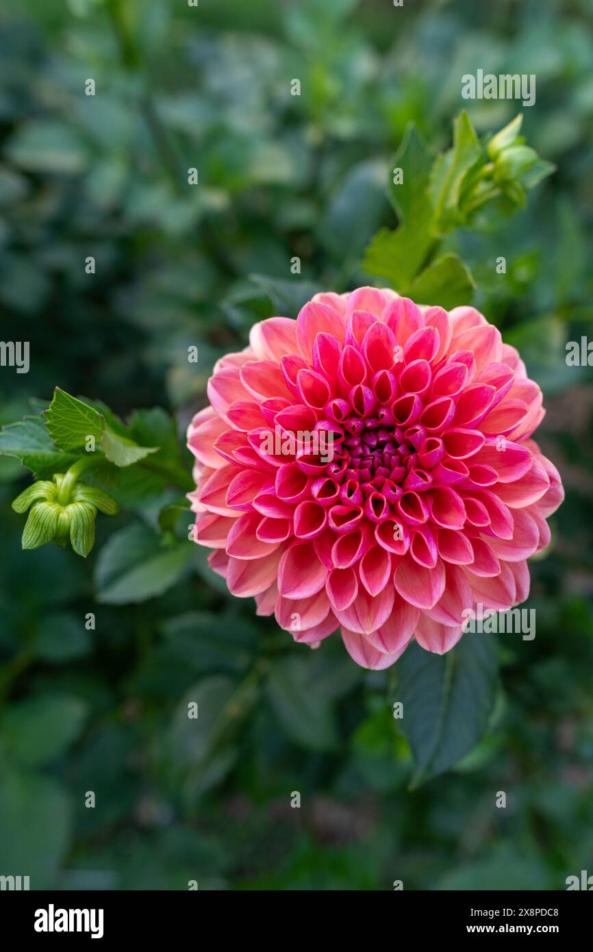 Daisy duke dahlia flower. Beautiful raspberry colored ball variety ...