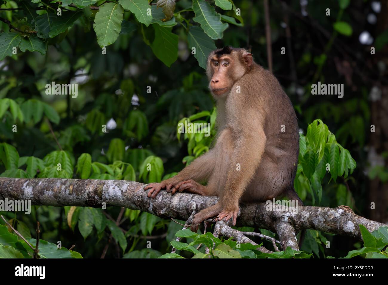 Southern Pig-tailed Macaque - Macaca nemestrina, large powerful macaque ...