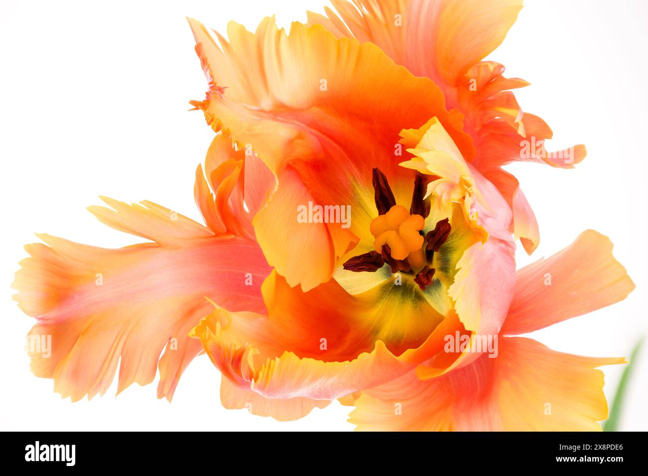 Amazing parrot. Parrot tulip open flower head isolated on white ...
