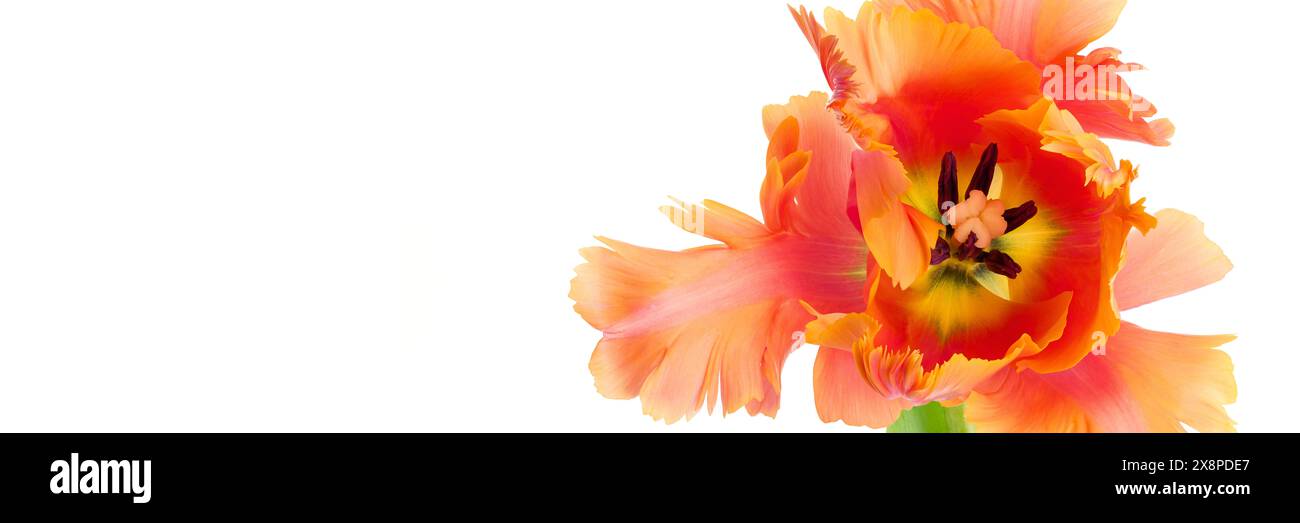 Amazing parrot. Parrot tulip open flower head isolated on white ...