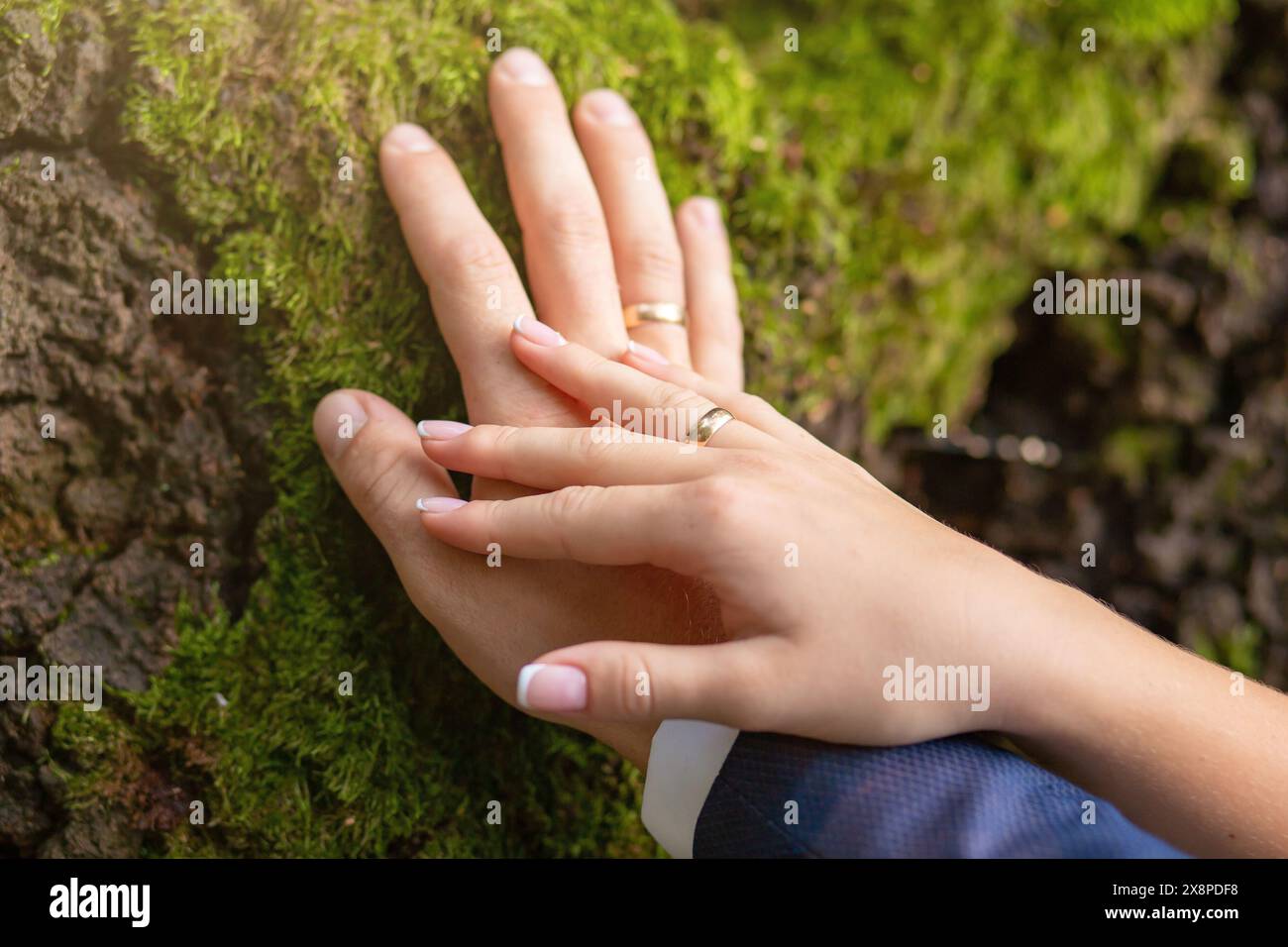 the hands of the bridegroom with the wedding rings, on the tree ...