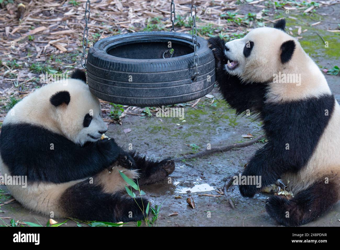 Two giant pandas are eating at Chongqing Zoo in Chongqing, China, on ...