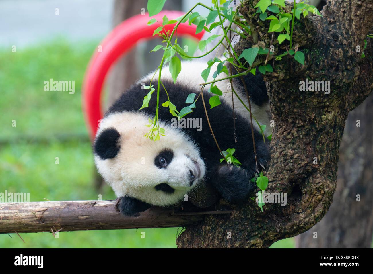 A giant panda is climbing a tree at Chongqing Zoo in Chongqing, China ...