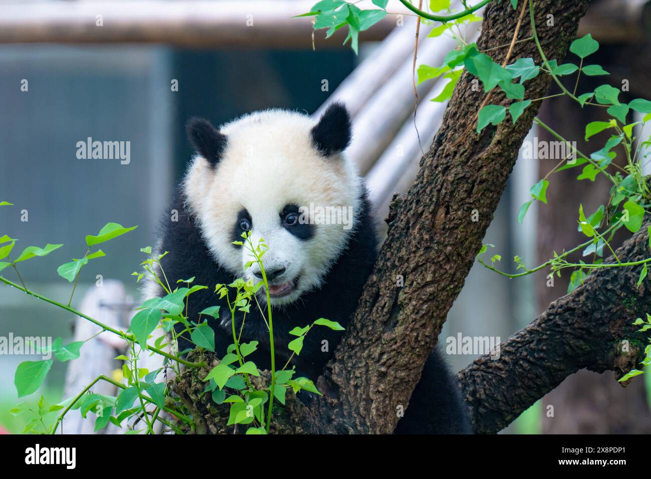 A giant panda is playing at Chongqing Zoo in Chongqing, China, on May ...