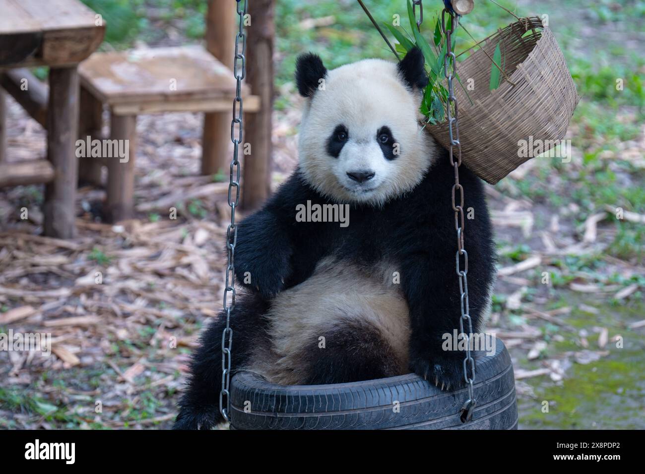A giant panda is playing on a swing at Chongqing Zoo in Chongqing ...