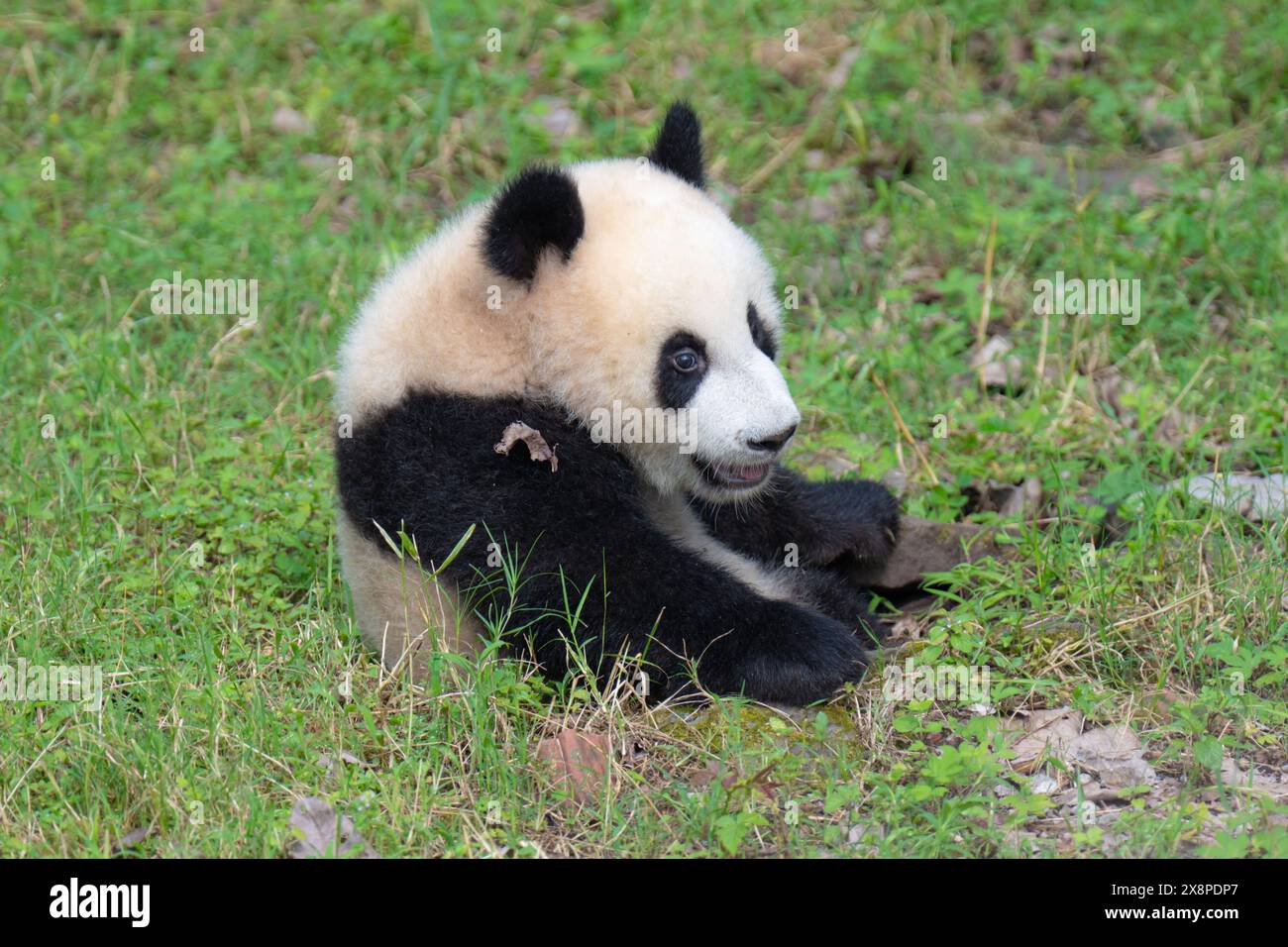 A giant panda is playing at Chongqing Zoo in Chongqing, China, on May ...