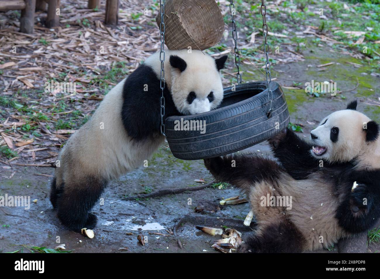 Two giant pandas are playing at Chongqing Zoo in Chongqing, China, on ...
