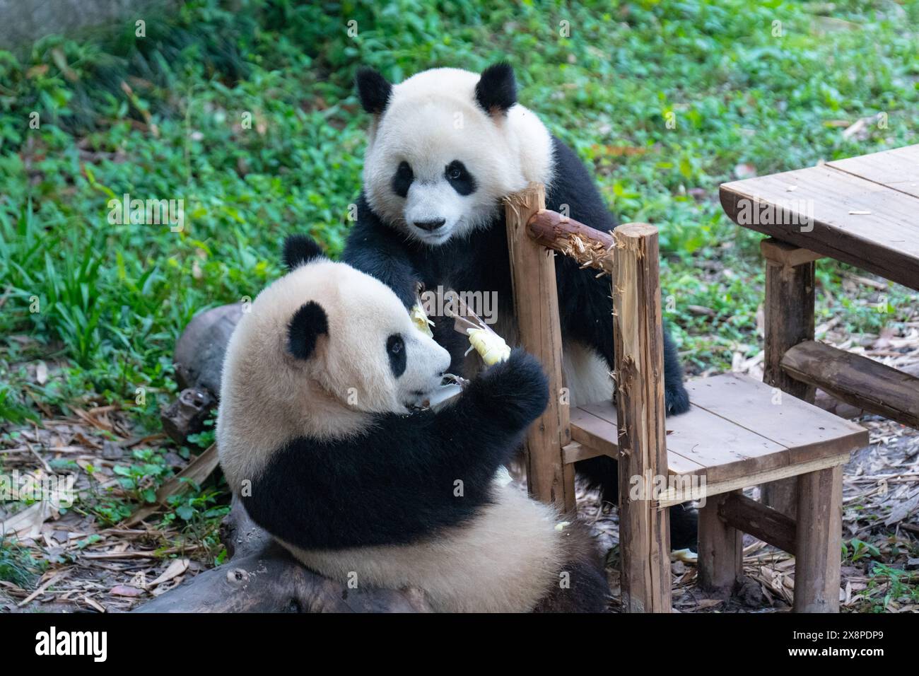Two giant pandas are playing at Chongqing Zoo in Chongqing, China, on ...