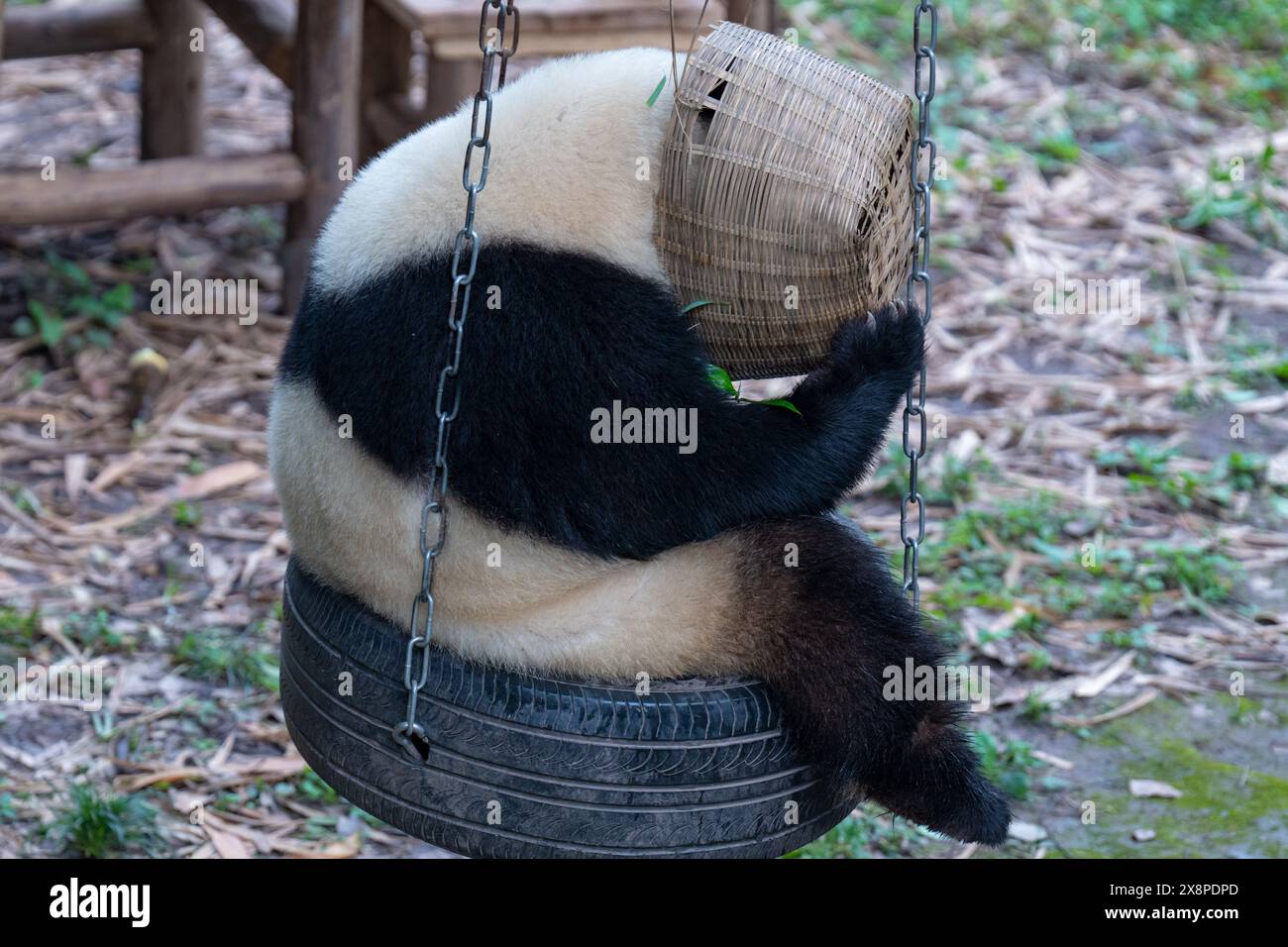 A giant panda is playing on a swing at Chongqing Zoo in Chongqing ...