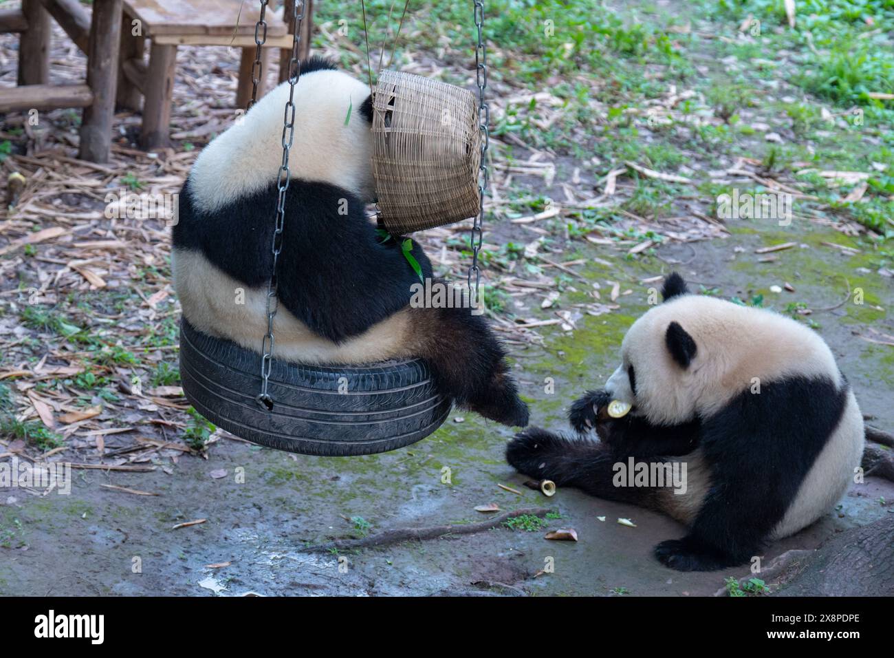A giant panda is playing on a swing at Chongqing Zoo in Chongqing ...