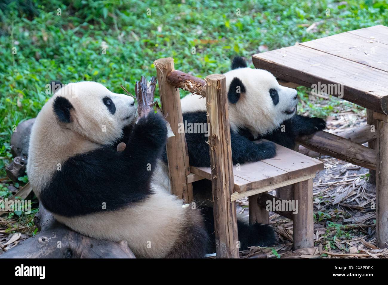 Two giant pandas are playing at Chongqing Zoo in Chongqing, China, on ...