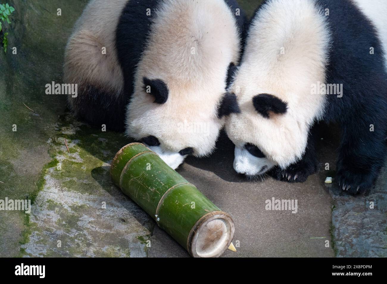 Two giant pandas are resting at Chongqing Zoo in Chongqing, China, on ...