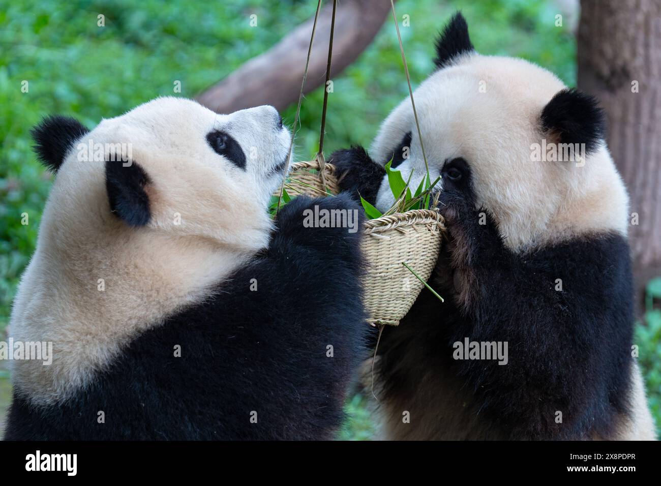Two giant pandas are eating at Chongqing Zoo in Chongqing, China, on ...