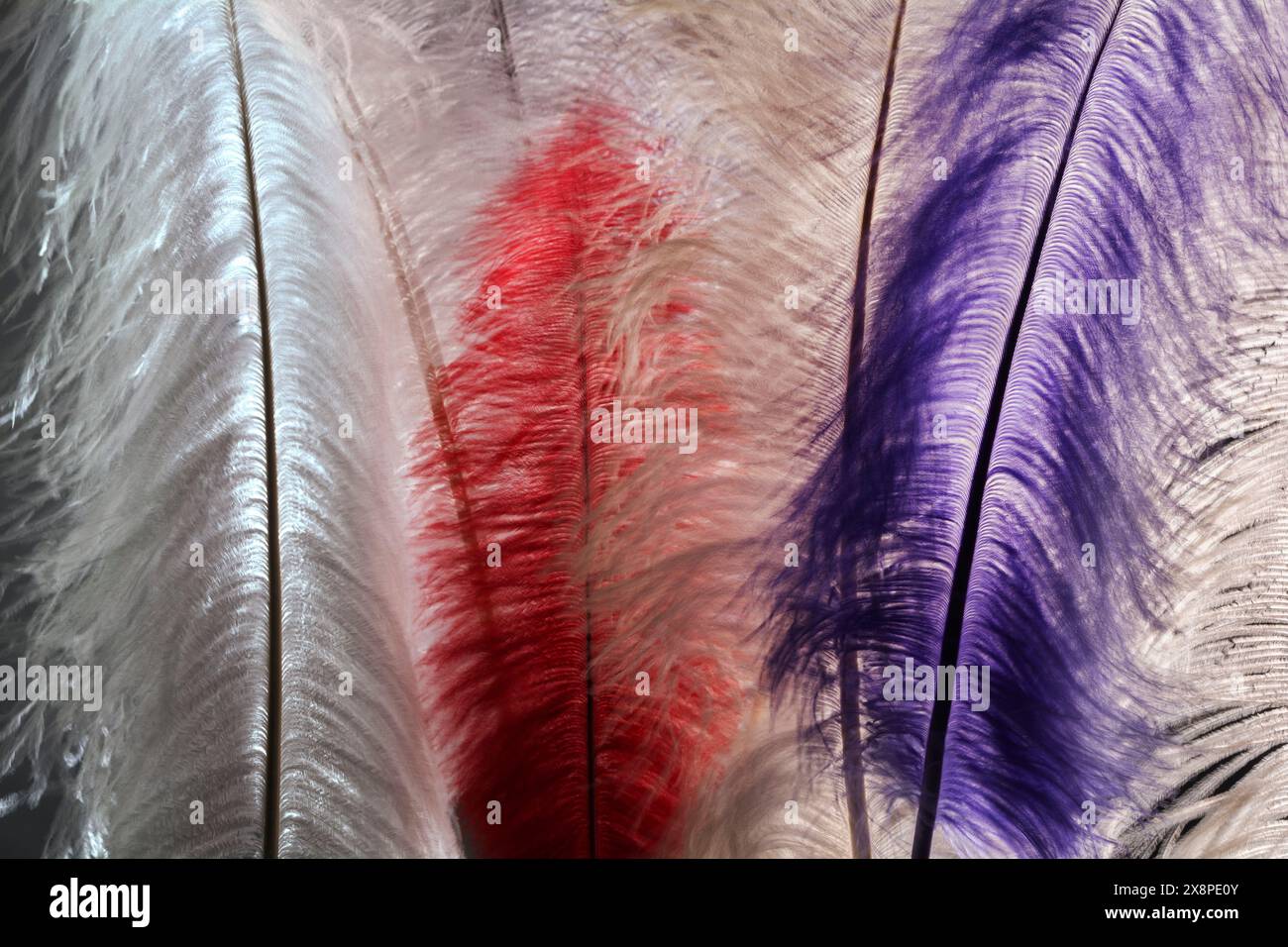 Large colourful plumes or ostrich feathers Stock Photo - Alamy