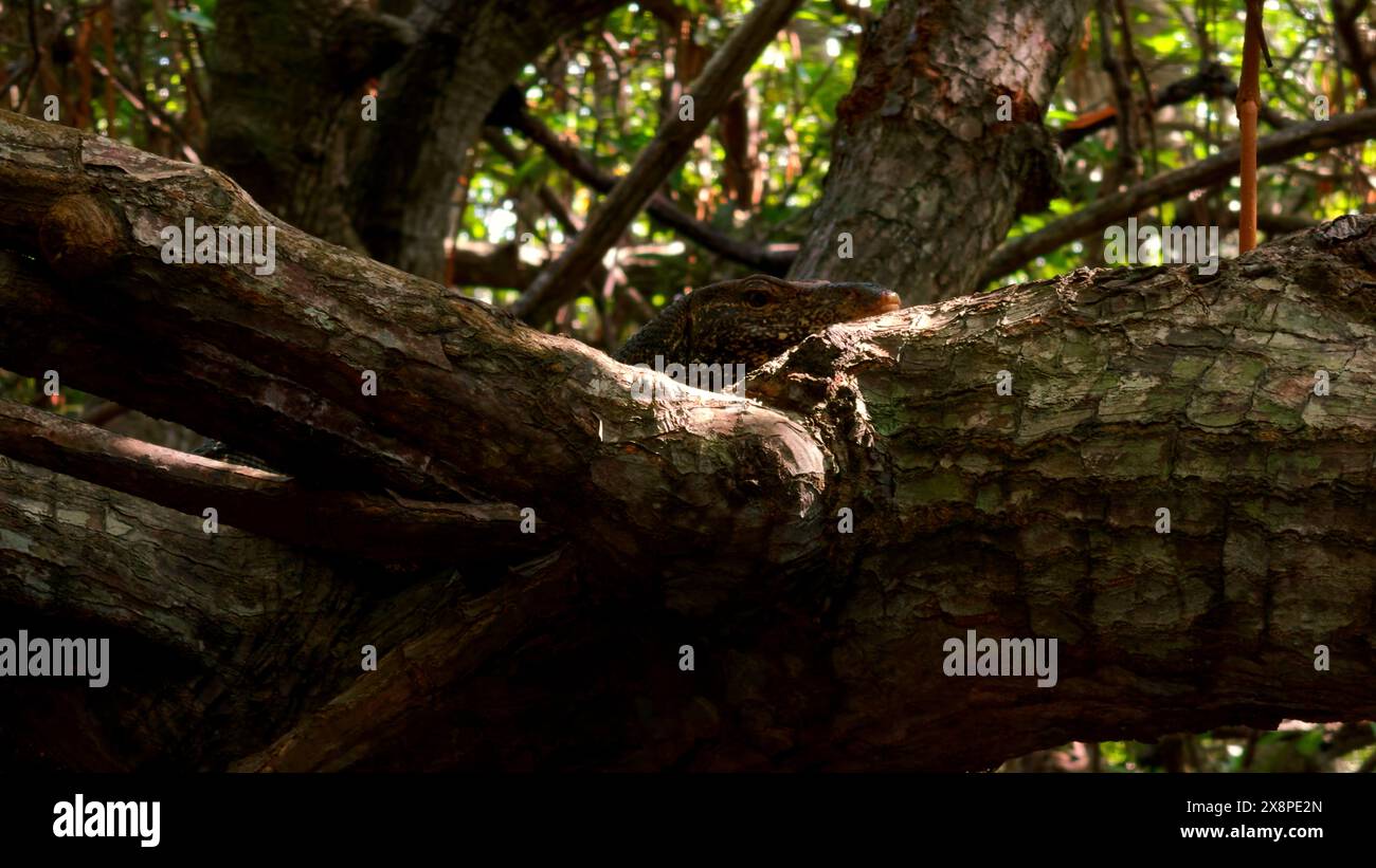 Swamp forests in wetlands concept hi-res stock photography and images ...