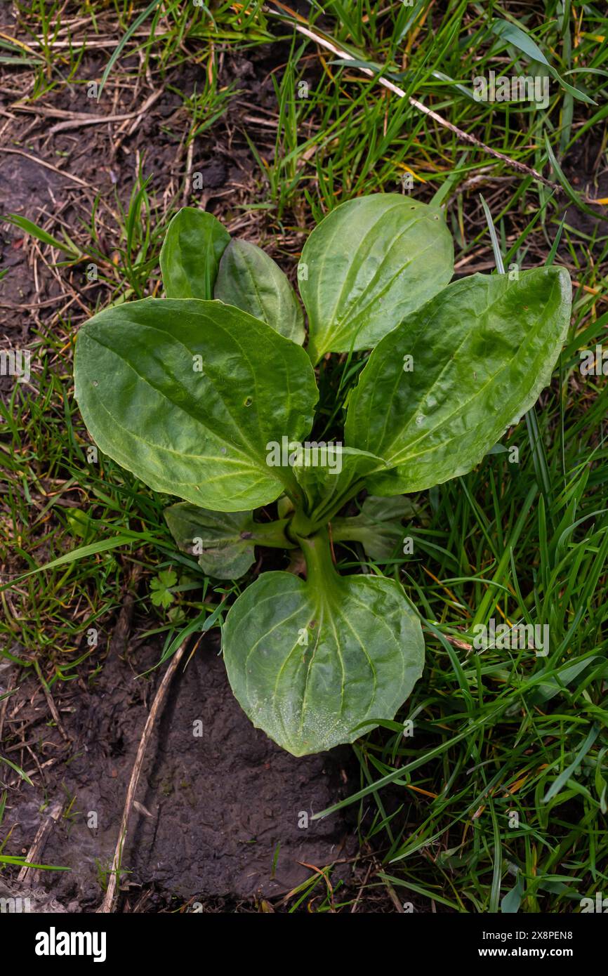 Plantago major Plantago, Plantain, fleaworts. There are 3-5 parallel ...