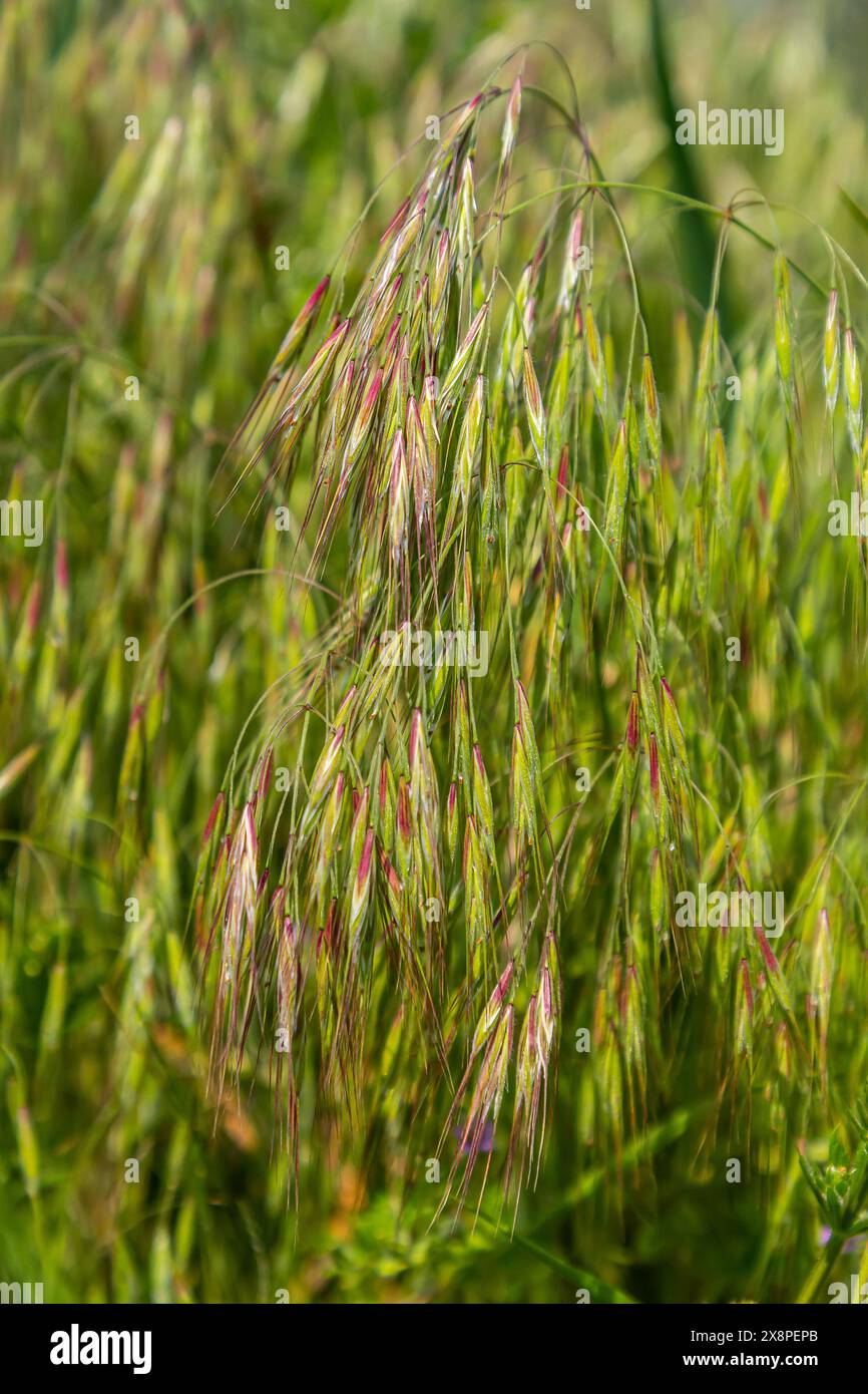 The plant Bromus sterilis, anysantha sterilis, or barren brome belongs ...