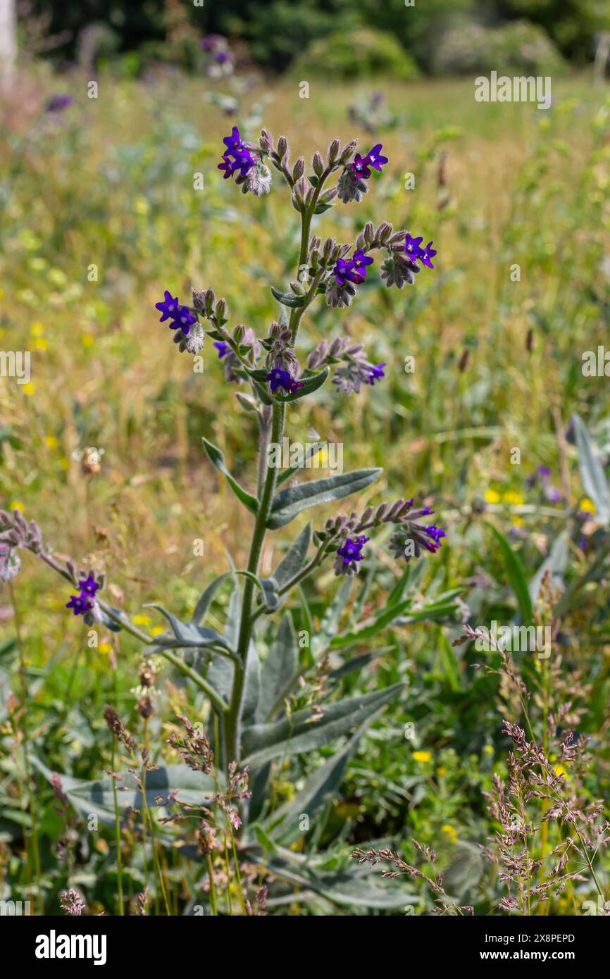 Anchusa officinalis, commonly known as the common bugloss or alkanet ...