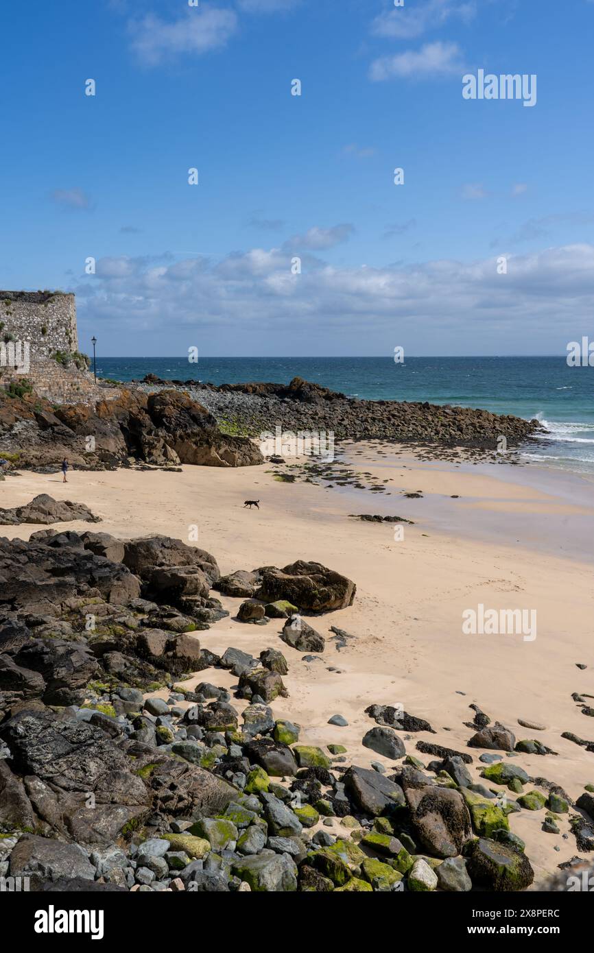 Dog walkers beach, St Ives, Cornwall Stock Photo - Alamy