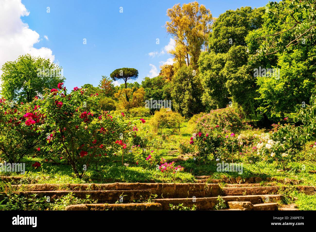 Rose garden in the Botanical Garden of Rome, located on the slopes of ...