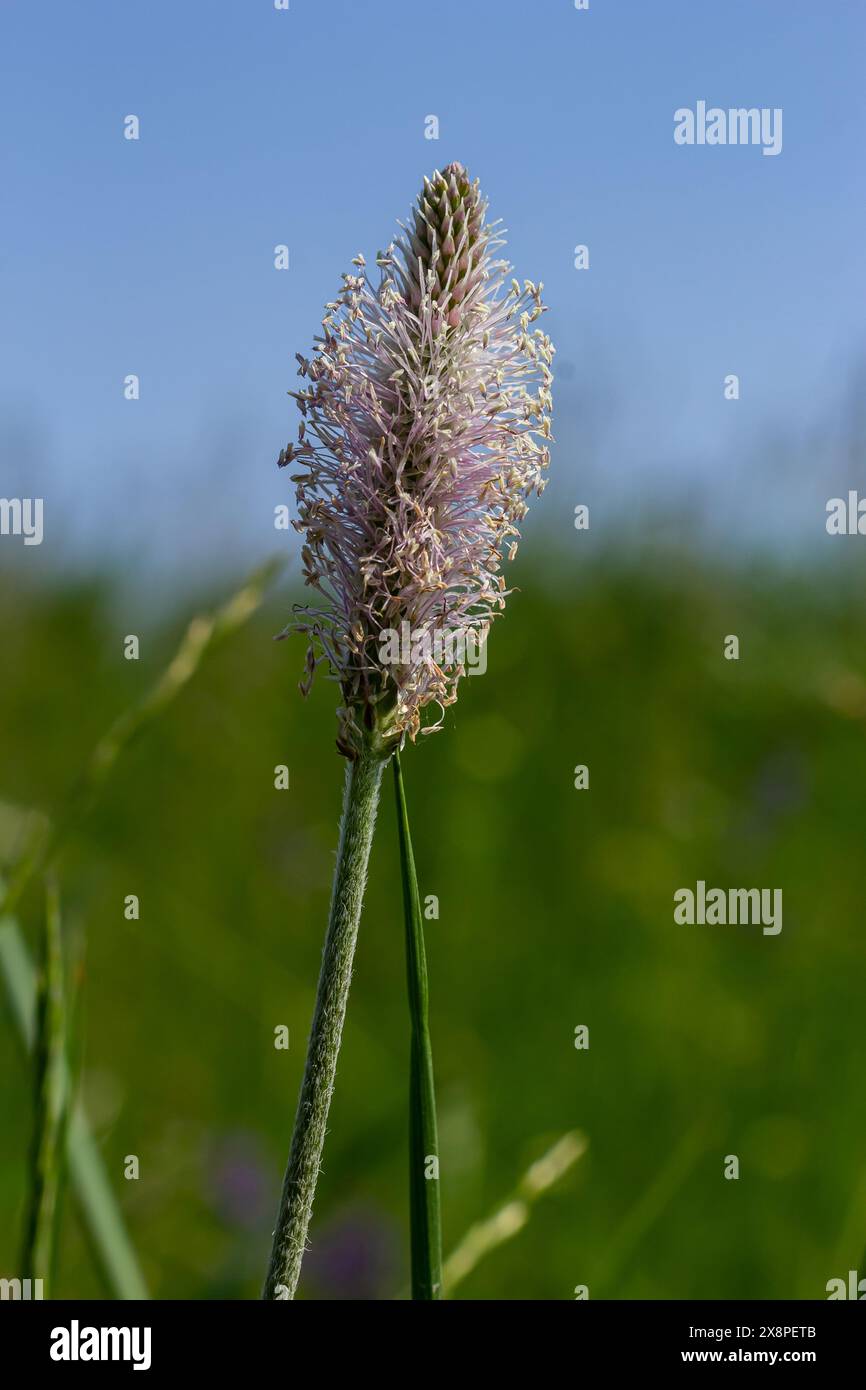 Plantago media, Hoary plantain, Plantaginaceae. Wild plant shot in ...