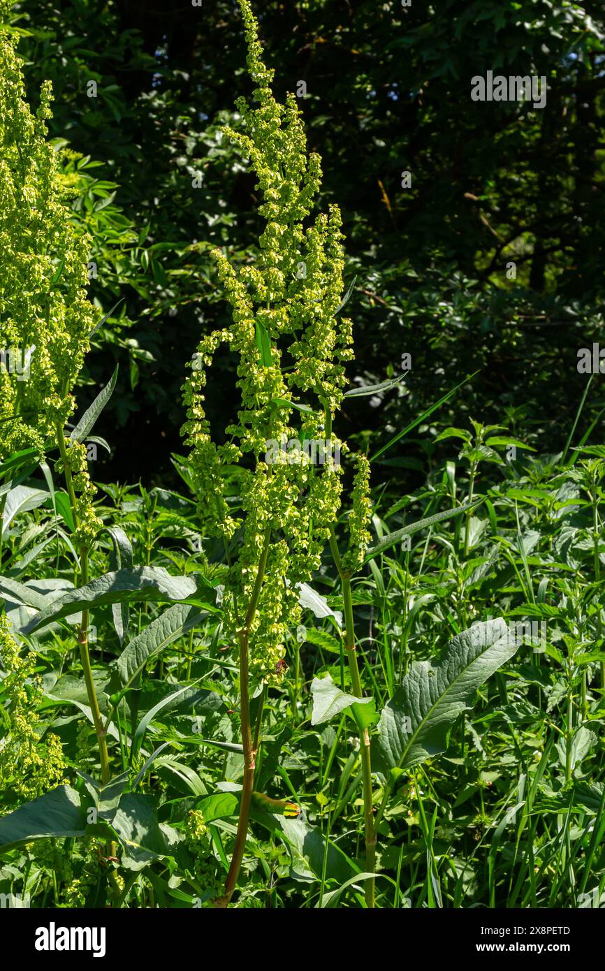 Part of a sorrel bush Rumex confertus growing in the wild with dry ...