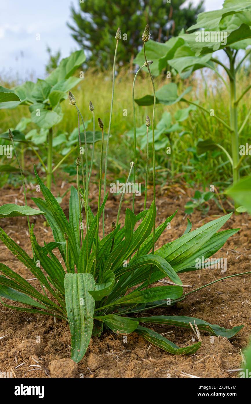 Ribwort plantain Plantago lanceolata. Medicinal plants in the garden ...
