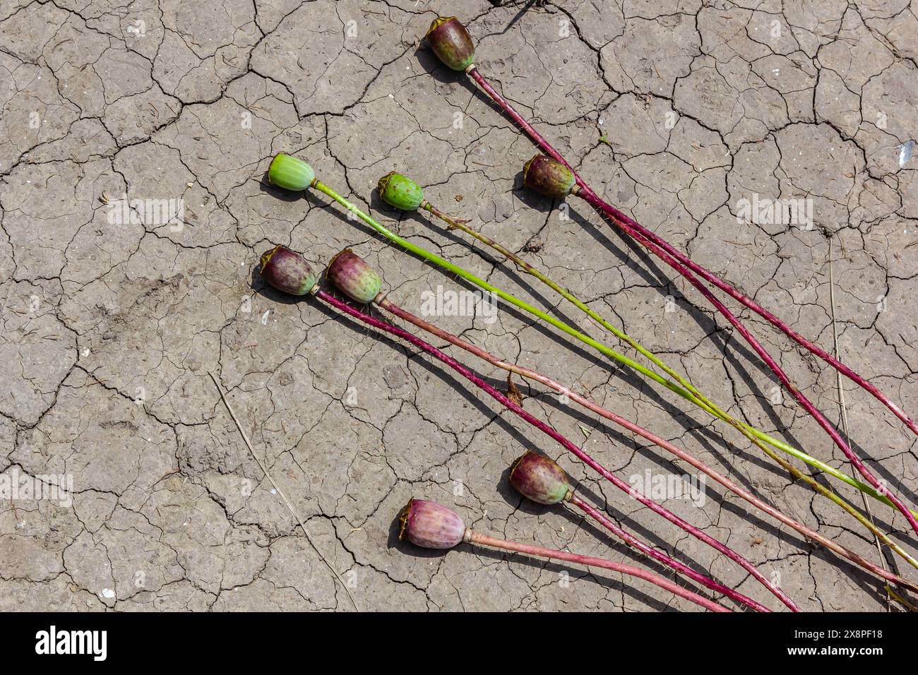 Drought field land with poppy seeds Papaver poppyhead, drying up soil ...