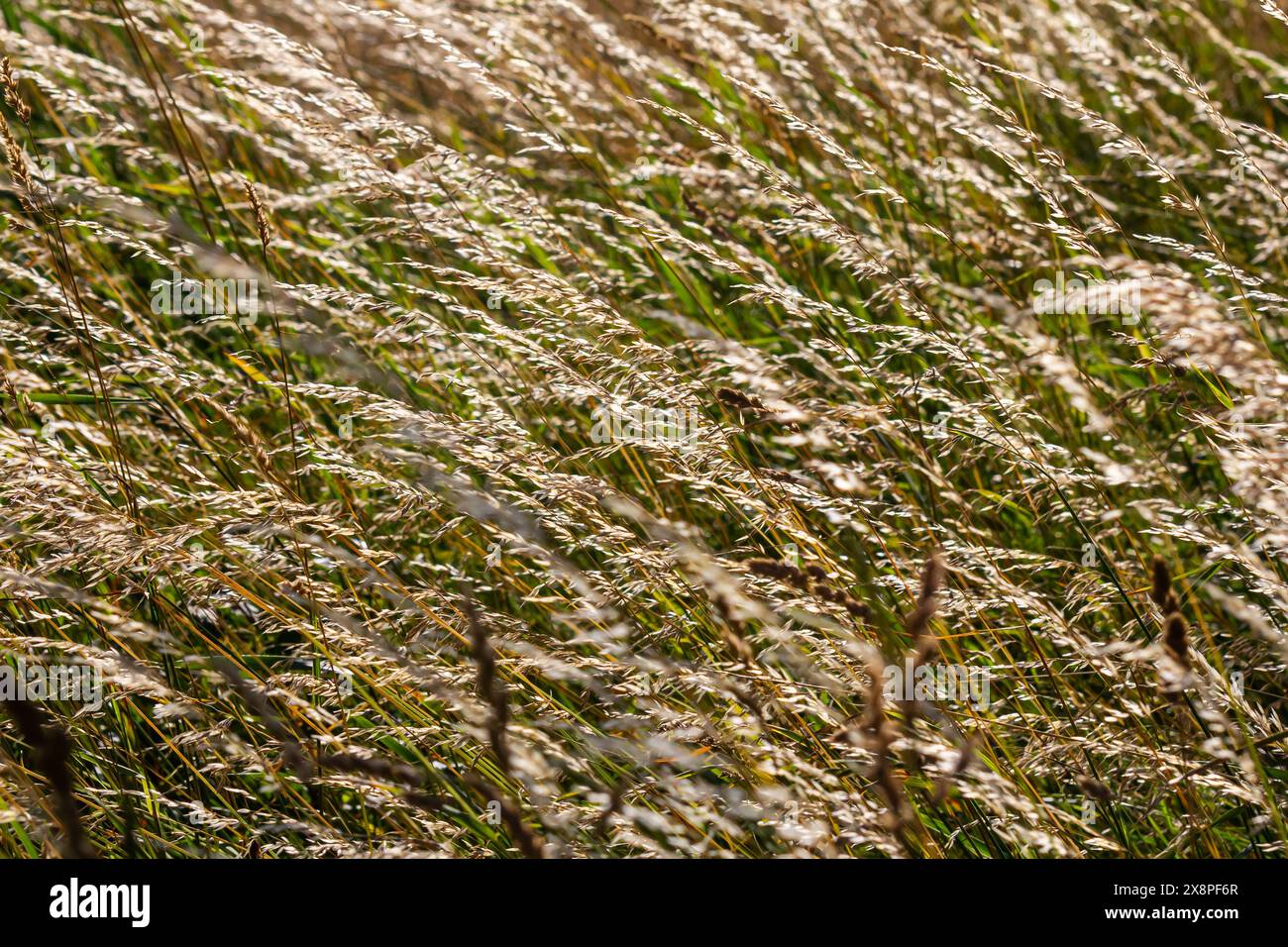 Meadow grass meadow with the tops of stele panicles. Poa pratensis ...
