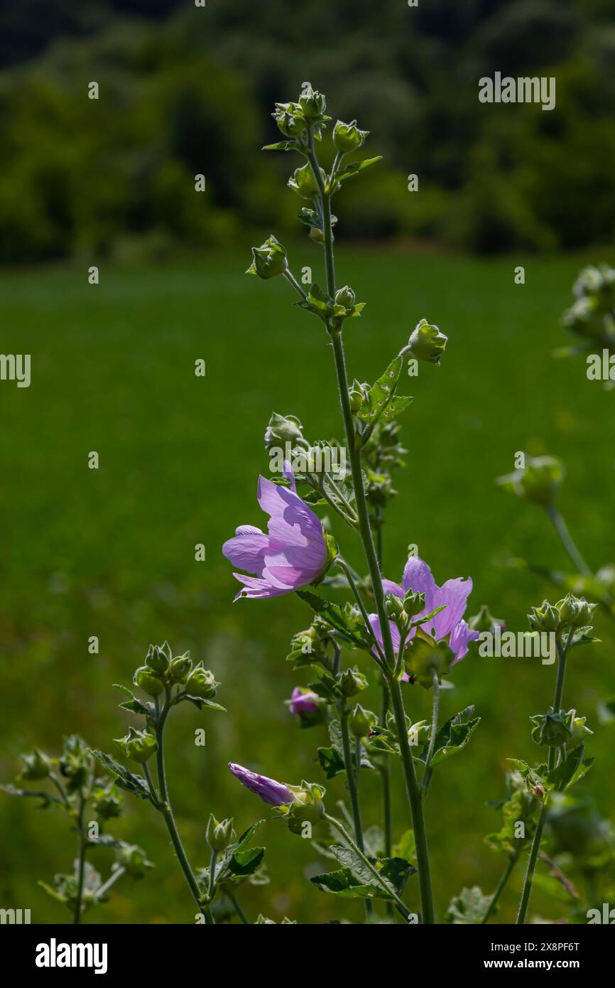 Flower close-up of Malva alcea greater musk, cut leaved, vervain or ...
