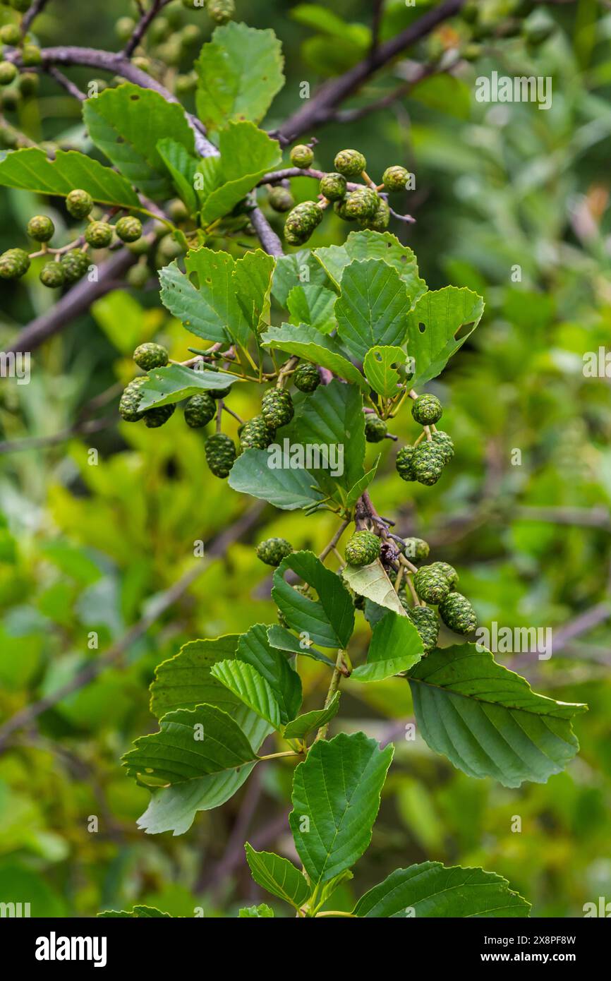 Speckled alders spread their seed through cone-like structures Stock ... Speckled alders spread their seed through cone-like structures Stock ...