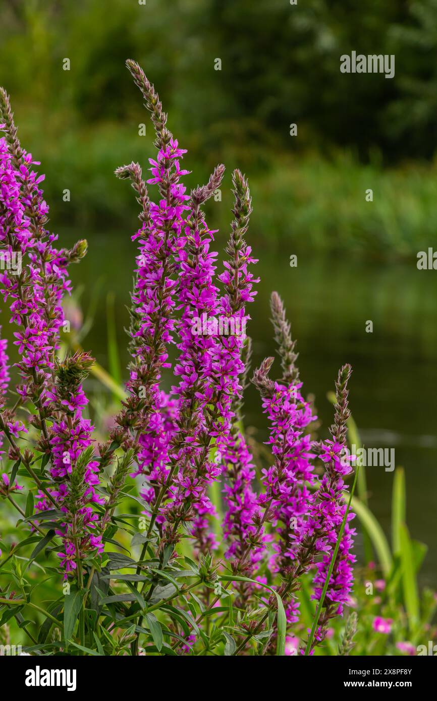 Purple loosestrife Lythrum salicaria inflorescence. Flower spike of ...