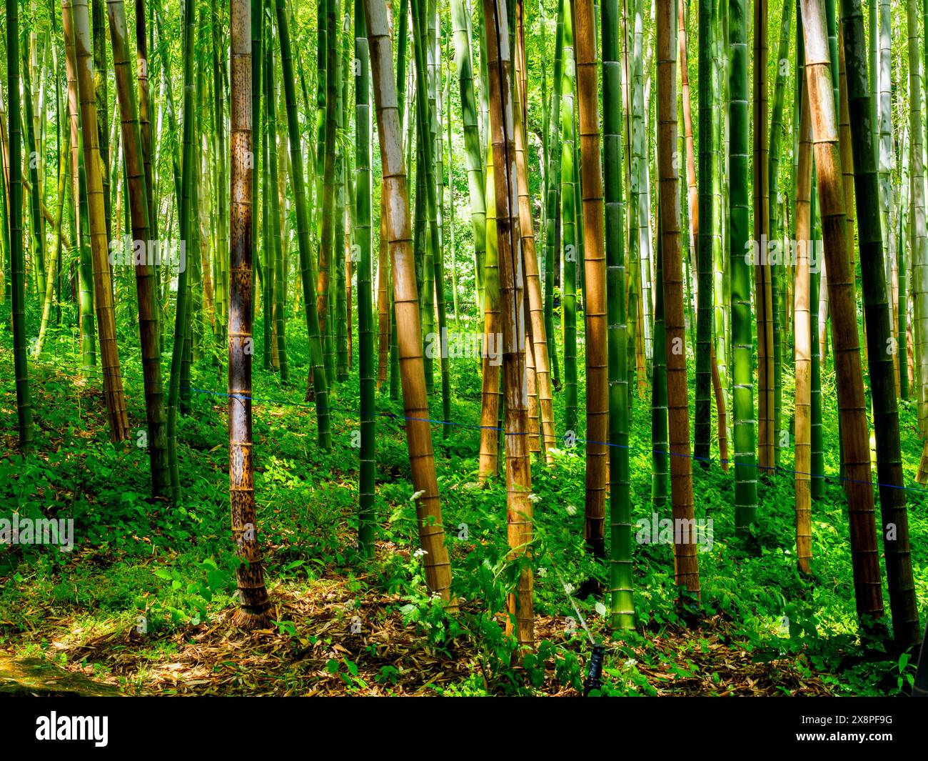 Bamboos in the Botanical Garden of Rome, located on the slopes of the ...