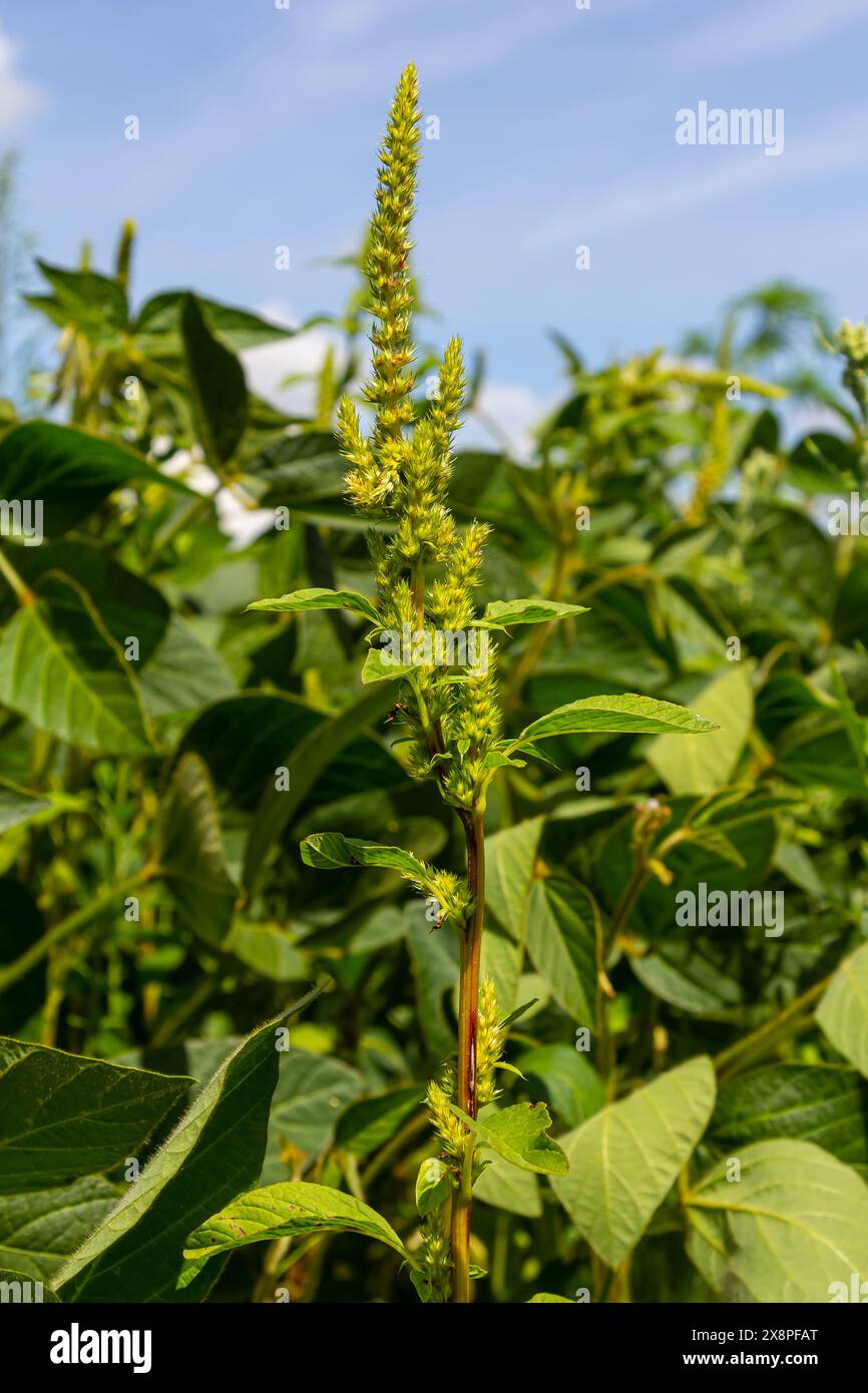 Green amaranth Amaranthus hybridus in flower. Plant in the family ...