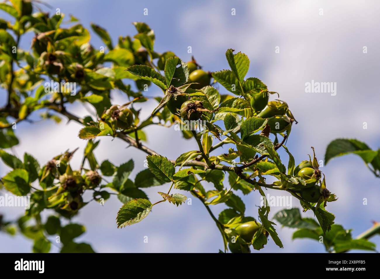 Red rose hips of dog rose. Rosa canina, commonly known as the dog rose ...