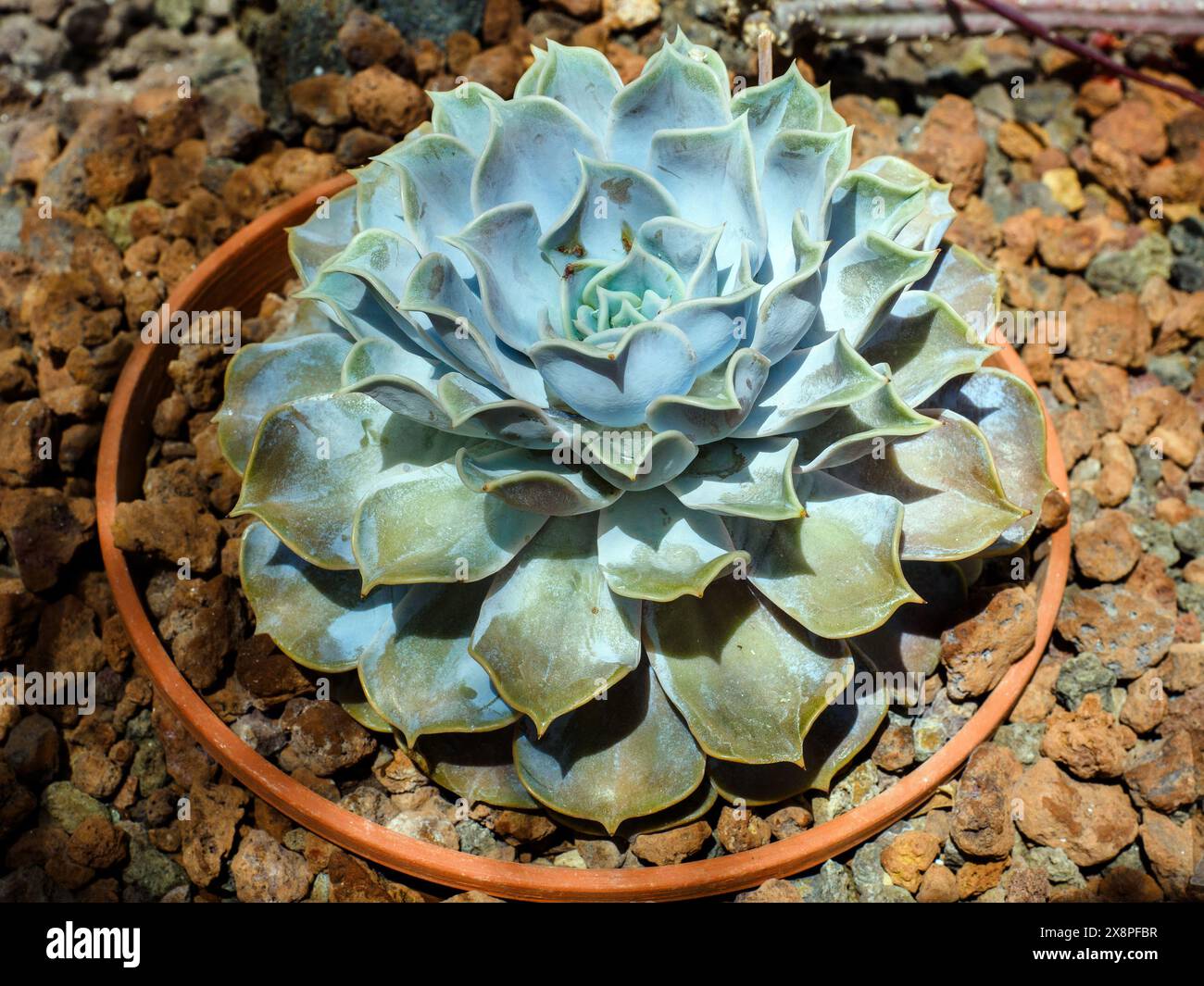 Echeveria lilacina Kimnach & moran - native range Mexico Stock Photo ...