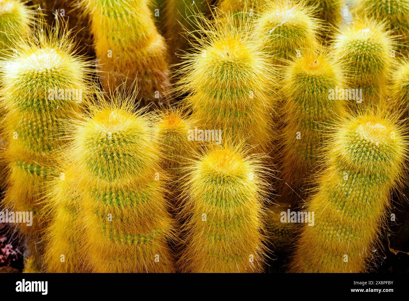 Sicilia f hi-res stock photography and images - Alamy