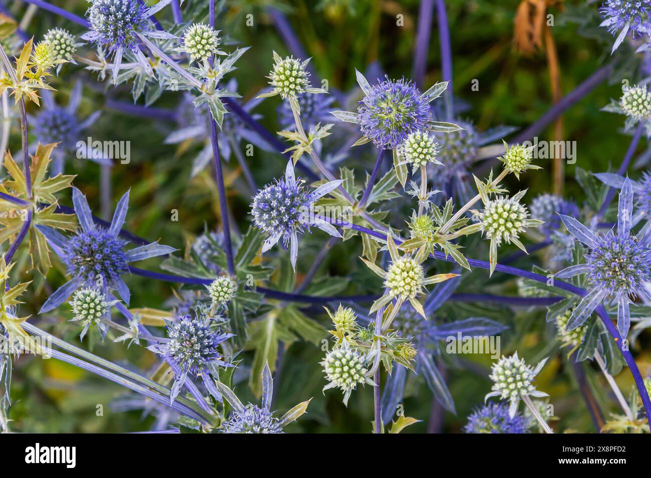 Closeup eryngium planum blue hi-res stock photography and images - Alamy