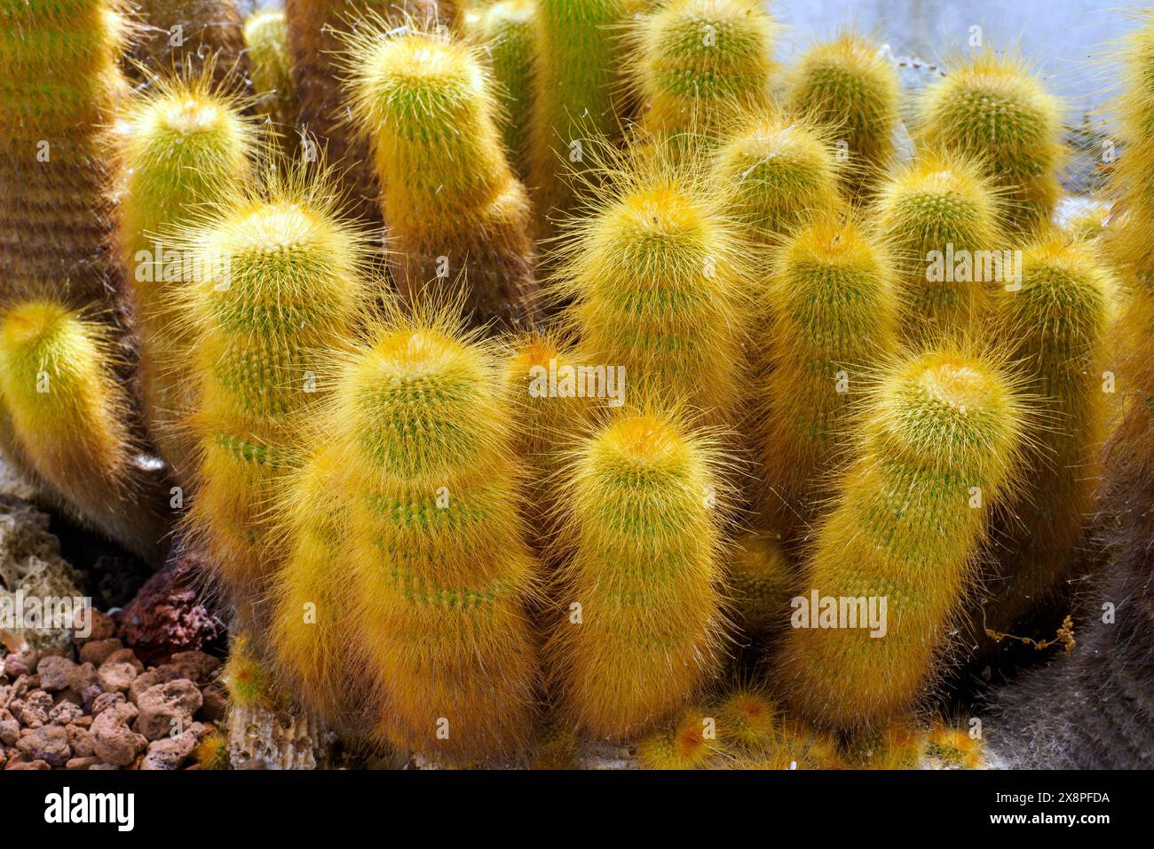 Sicilia f hi-res stock photography and images - Alamy