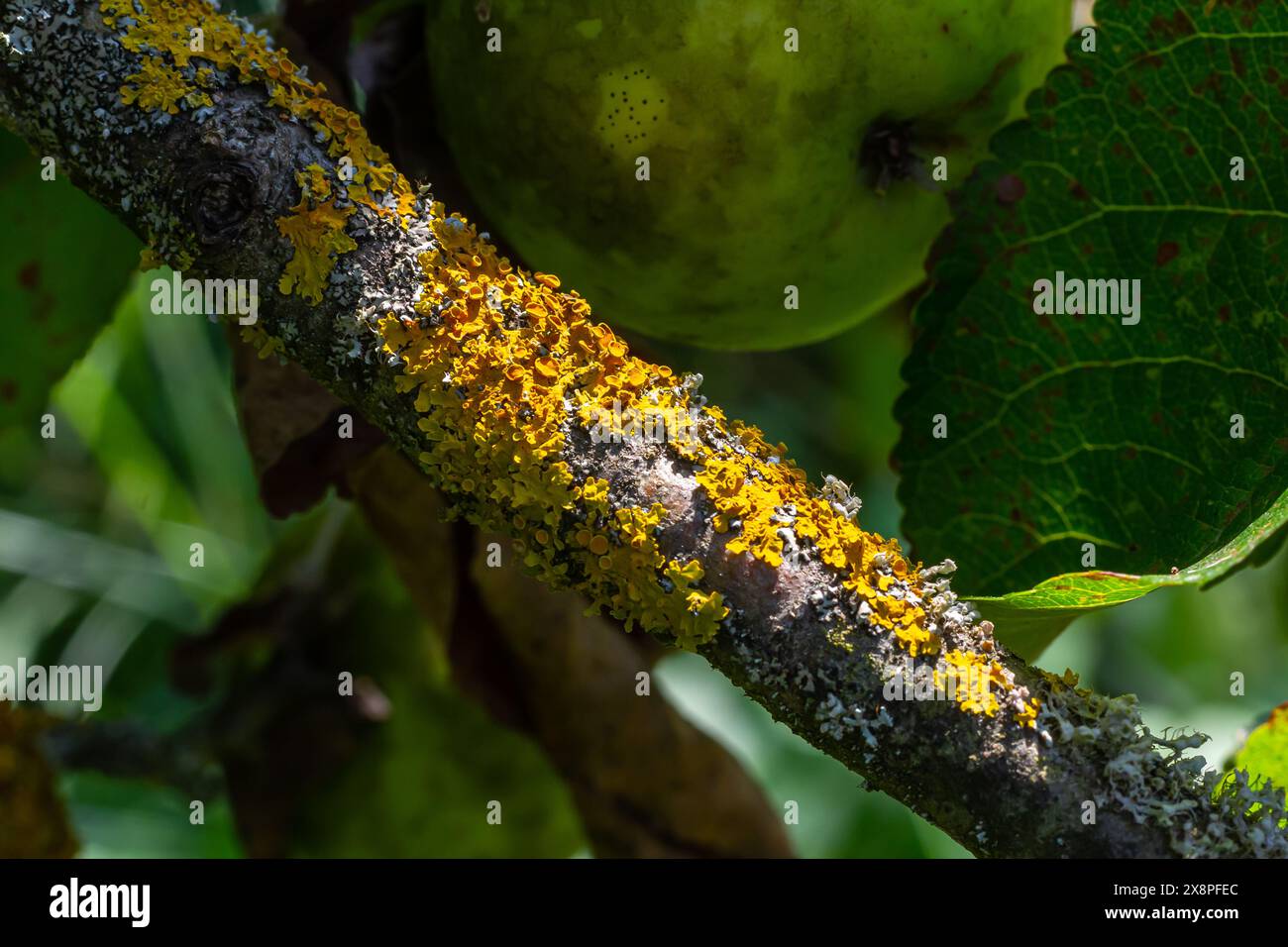 Orange lichen, yellow scale, maritime sunburst lichen or shore lichen ...