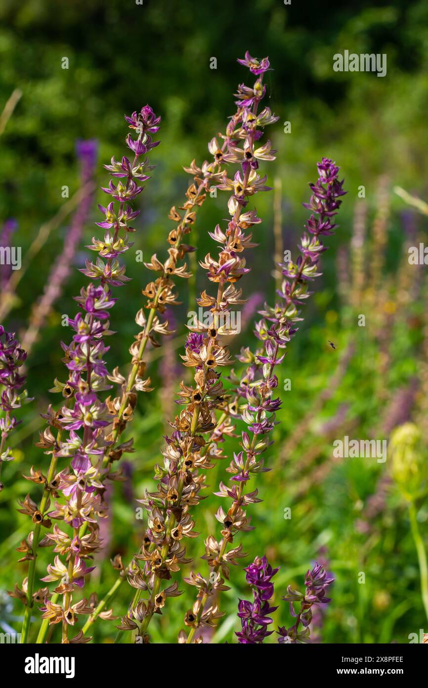 Deep violet-blue flowers, Salvia nemorosa Ostfriesland. Tall purple ...