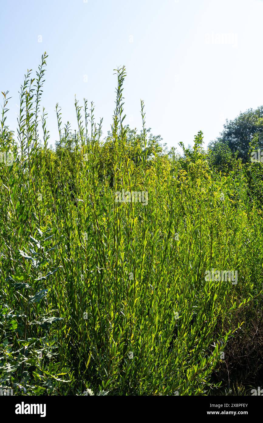 Salix purpurea purple willow or osier is a species of Salix native to ...