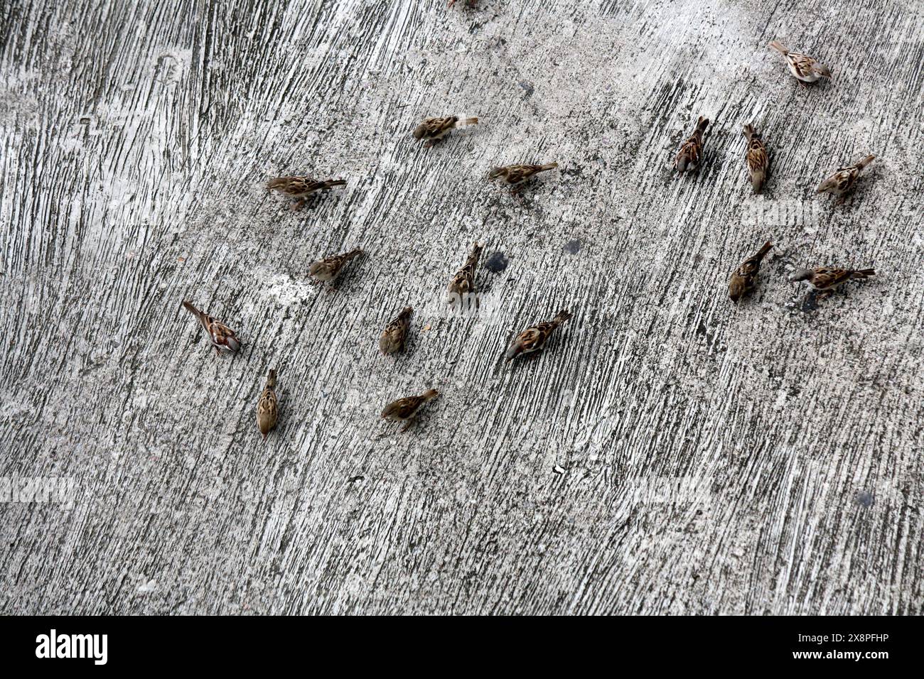 A group of House sparrows (Passer domesticus) feeding on the ground ...