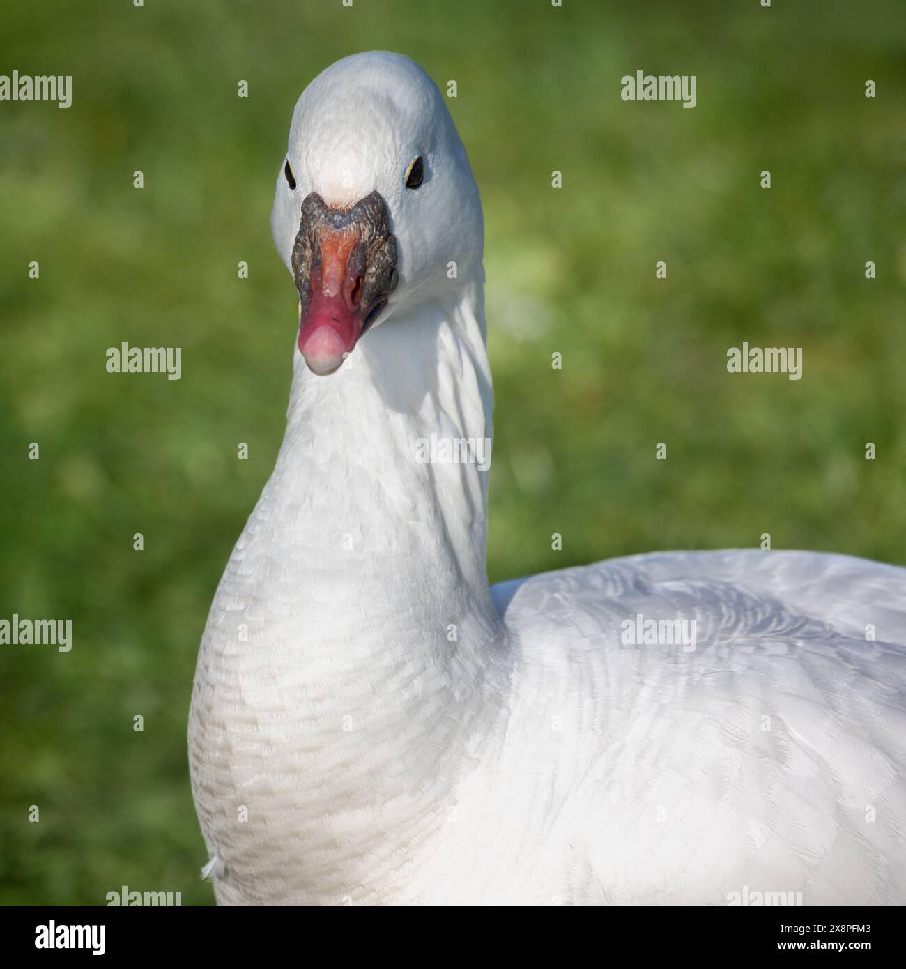 A close up portrait of a ross's goose. It shows the head, neck and top ...