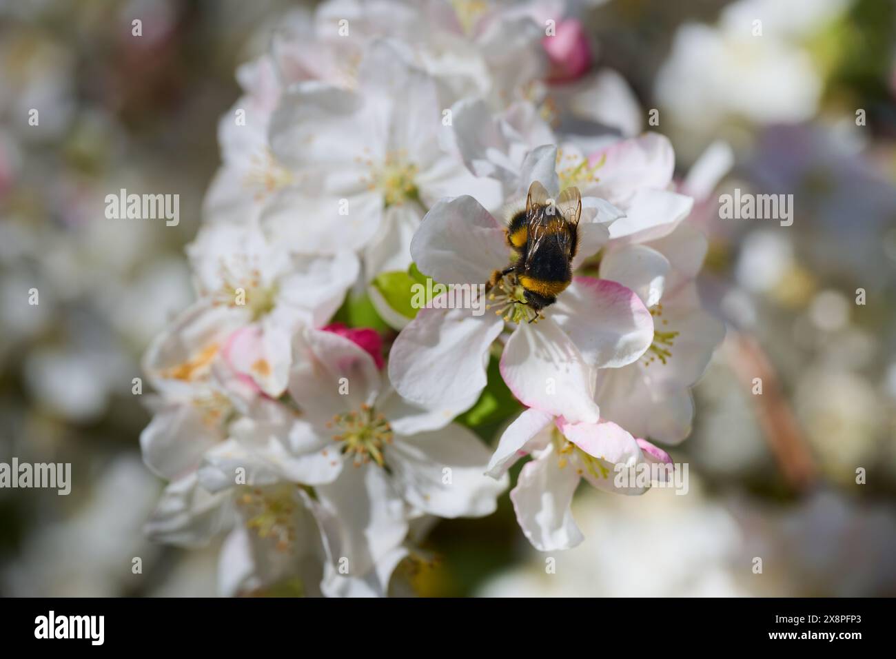 bee pollinating cherry blossom flowers (Prunus serrulata Stock Photo ...