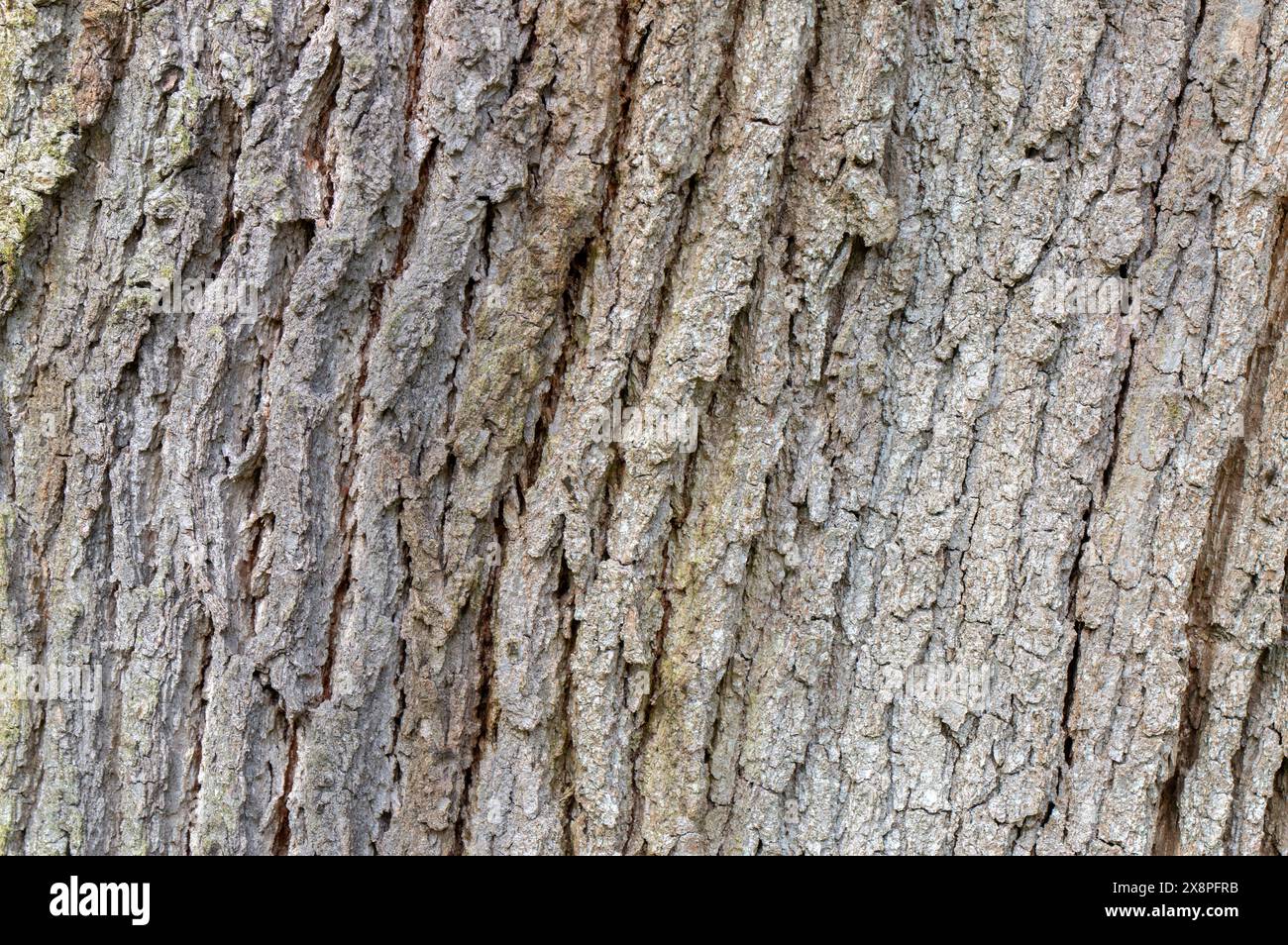 Close Up Bark Of A Quercus Frainetto At Amsterdam The Netherlands 4-4 ...